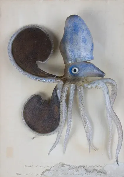 John Bull Octopus Of Imperialism
