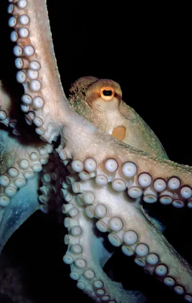John Bull Octopus Of Imperialism