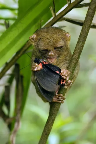 Tarsier Eating Snake