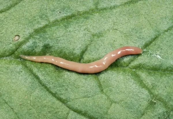 Amphitrite Worm