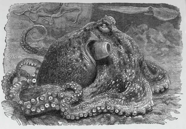 John Bull Octopus Of Imperialism
