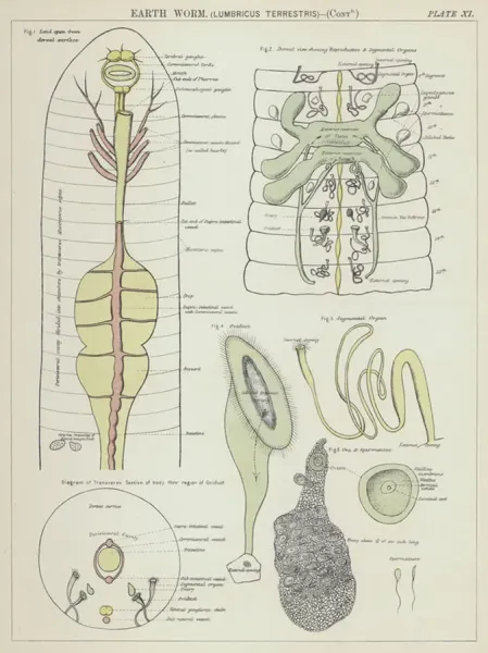 Lumbricus Terrestris Cross Section