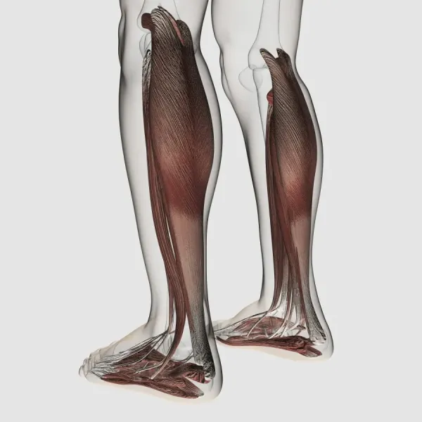 Flexor Digitorum Longus Model