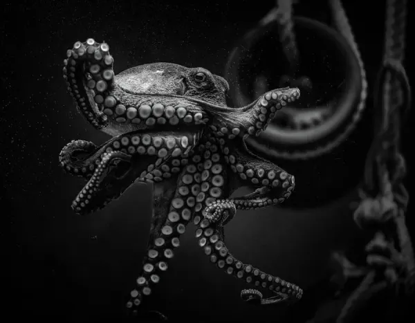 John Bull Octopus Of Imperialism