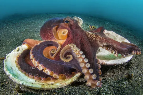 John Bull Octopus Of Imperialism