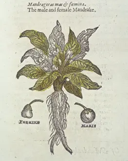 Mandragora Aples
