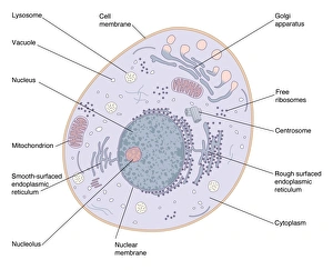 Dna In Animal Cell