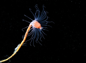 Cnidarian Collection