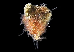 Amphitrite Worm