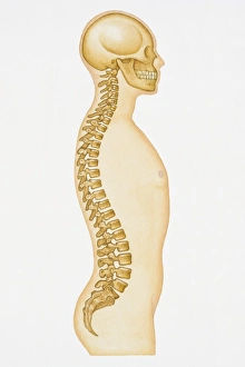 Human Spine Side View